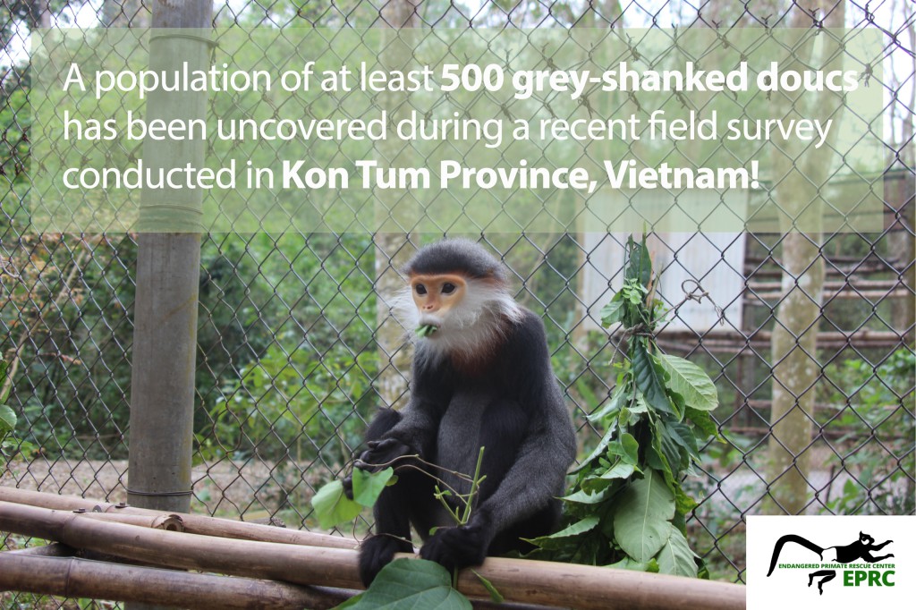 Grey-Shanked Douc Langurs Unexpectedly Found Deep In The Jungle ...