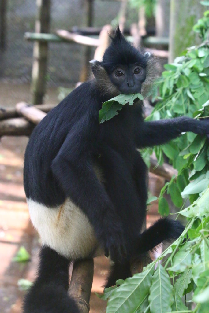 Photoshoot Day at EPRC – Endangered Primate Rescue Center