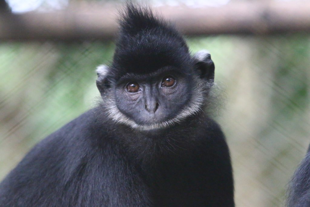 Photoshoot Day at EPRC – Endangered Primate Rescue Center
