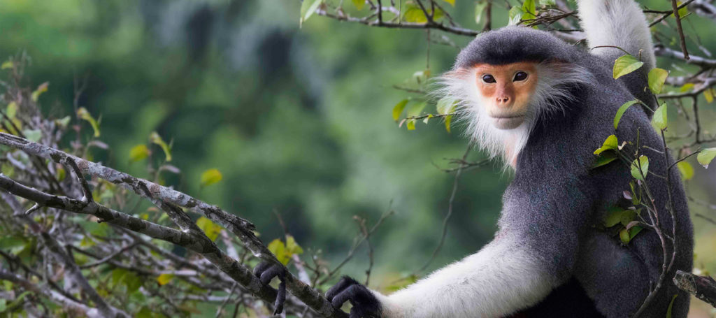 Endangered Primate Rescue Center – Working to ensure a future for ...