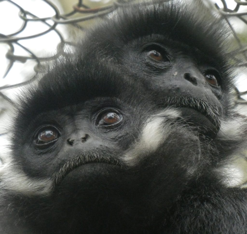 Meet the Oldest Primates of EPRC - Endangered Primate Rescue Center