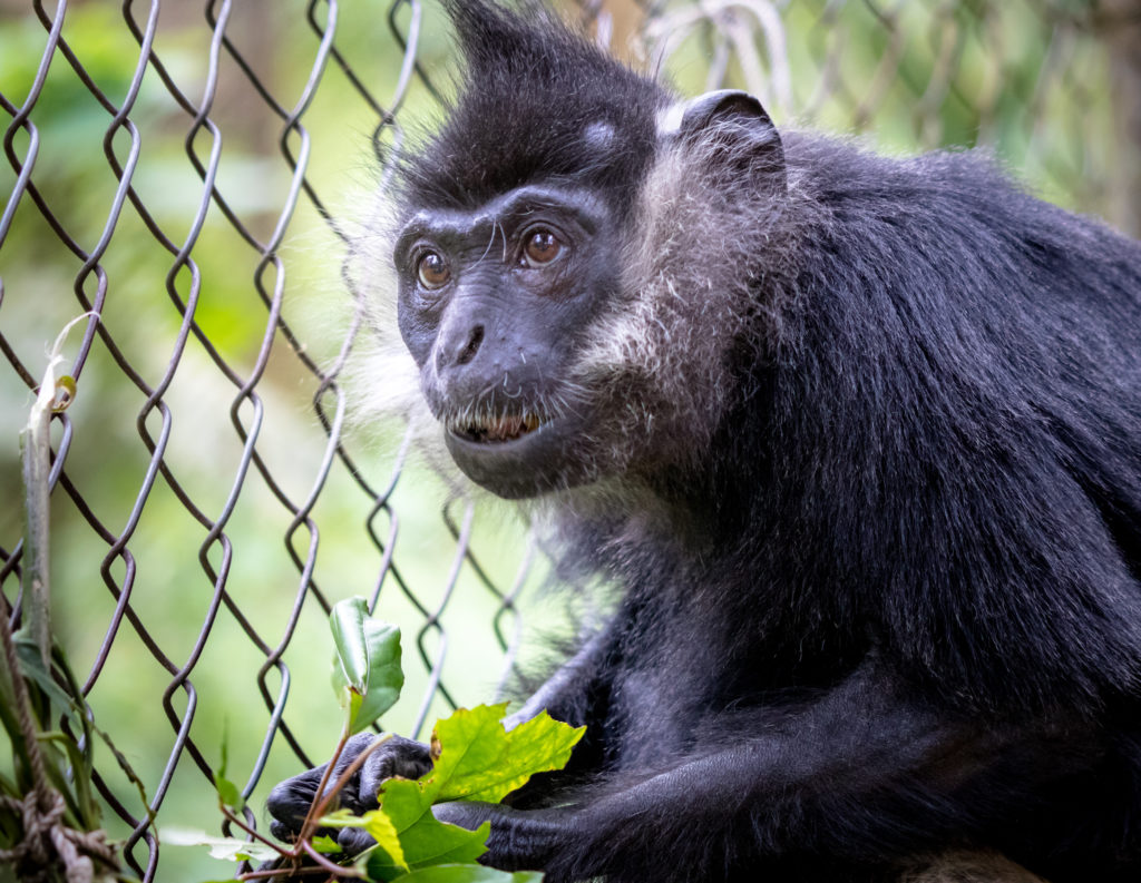 Meet the Oldest Primates of EPRC – Endangered Primate Rescue Center