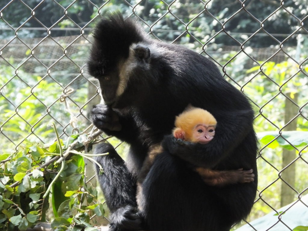 Baby Monkey Boom – Endangered Primate Rescue Center