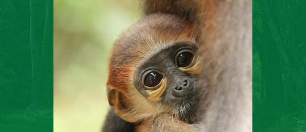 Baby Monkey Boom – Endangered Primate Rescue Center