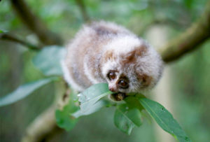 Lorises – Endangered Primate Rescue Center