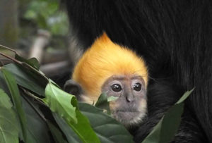 Cat Ba Langur – Endangered Primate Rescue Center