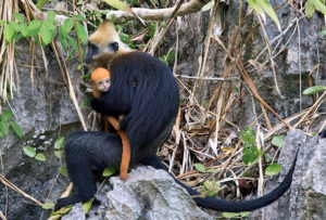 Cat Ba Langur – Endangered Primate Rescue Center