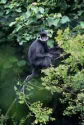 Hatinh Langur - Endangered Primate Rescue Center