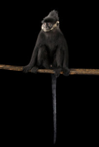 Hatinh Langur – Endangered Primate Rescue Center