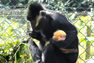 Hatinh Langur – Endangered Primate Rescue Center