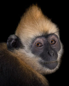 Grey-Shanked Douc Langur - Endangered Primate Rescue Center