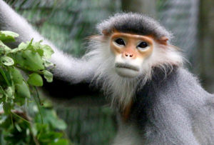 Langurs – Endangered Primate Rescue Center