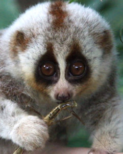 Lorises – Endangered Primate Rescue Center