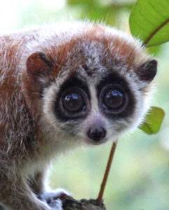 Lorises – Endangered Primate Rescue Center