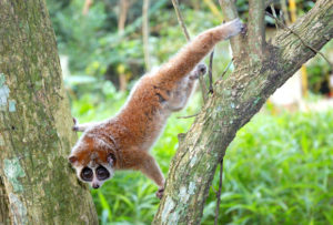 Lorises – Endangered Primate Rescue Center