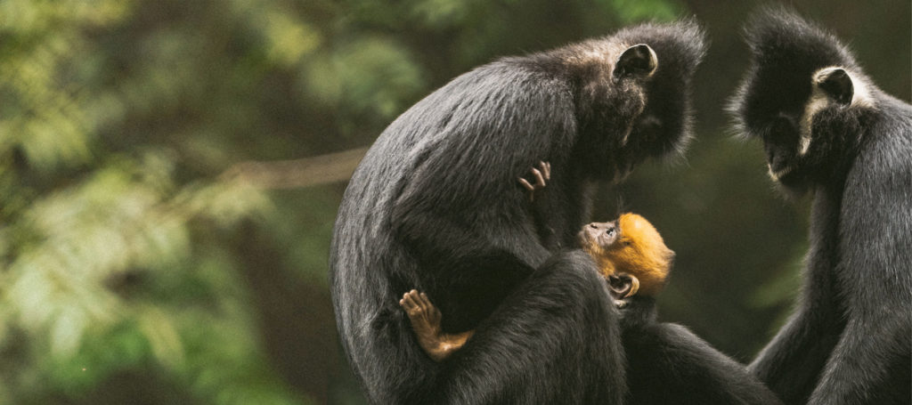 Endangered Primate Rescue Center – Working to ensure a future for ...